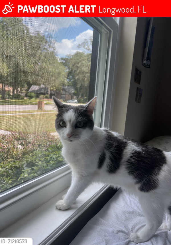Longwood, FL Lost Male Cat, Mr Miggins Is Missing | PawBoost
