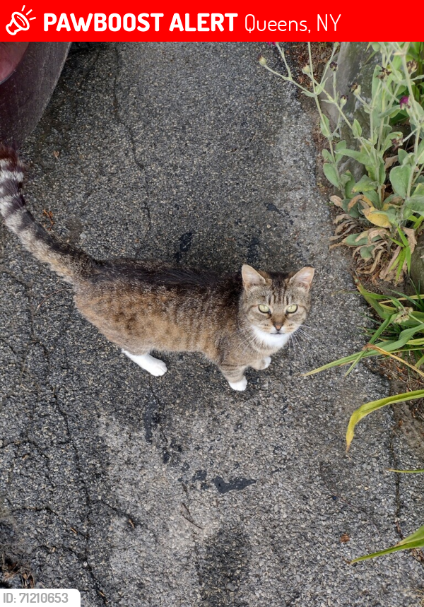 Queens, NY Lost Female Cat, Mother Cat Is Missing | PawBoost