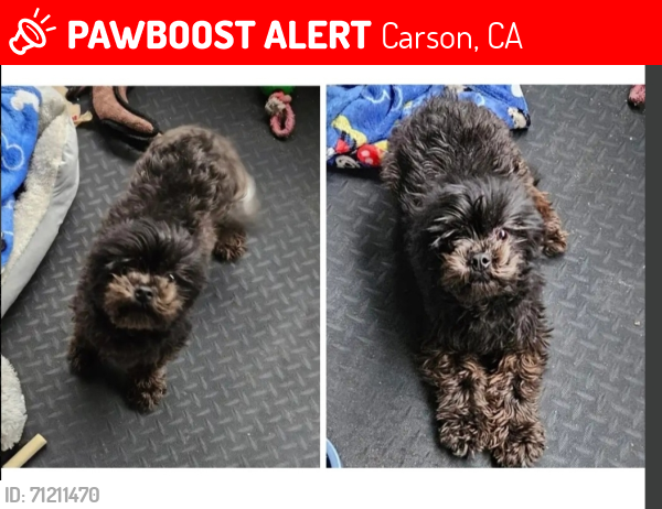 Carson, CA Lost Male Dog, ** Is Missing | PawBoost