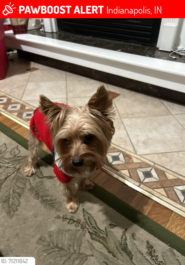 Indianapolis, IN Lost Male Dog, Zion Is Missing | PawBoost
