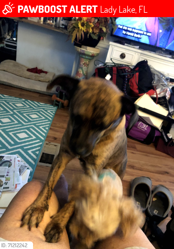 Lady Lake, FL Lost Female Dog, Maisie Is Missing | PawBoost