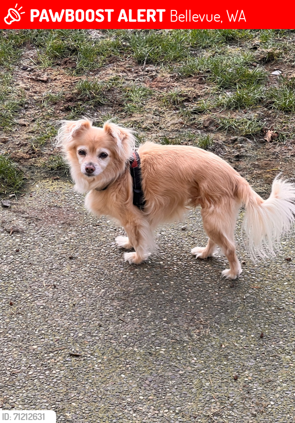 Bellevue, WA Lost Male Dog, Bailey Is Missing | PawBoost