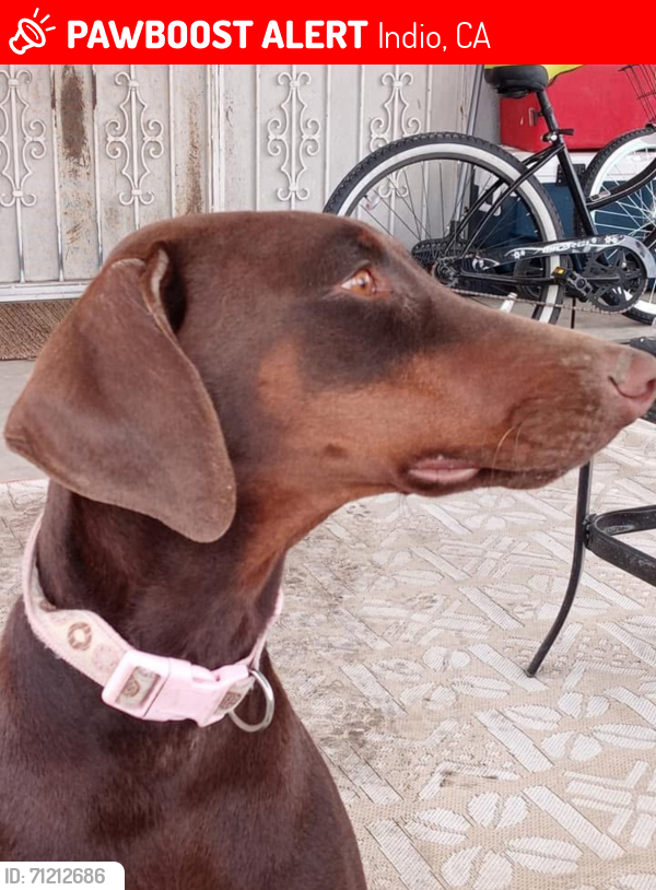 Indio, CA Lost Female Dog, Ginger Is Missing | PawBoost