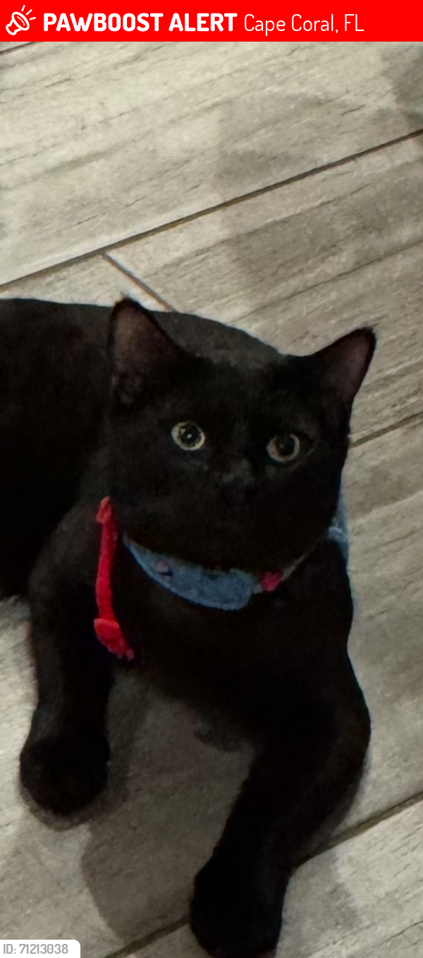 Cape Coral, FL Lost Female Cat, Junior Is Missing | PawBoost