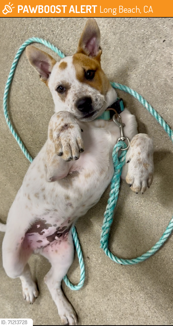 Long Beach, CA Stray Male Dog Found Near Atlantic and 60th | PawBoost