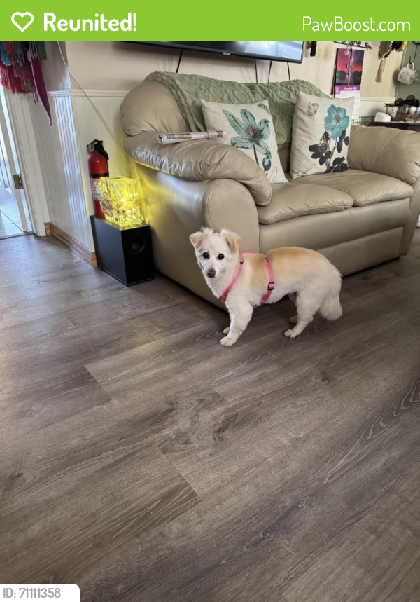 Reunited Female Dog in San Leandro, CA 94577 (ID: 71111358) | PawBoost