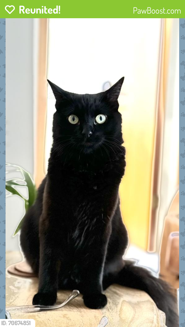 Reunited Female Cat in Marina del Rey, CA 90292 (ID: 70674851) | PawBoost