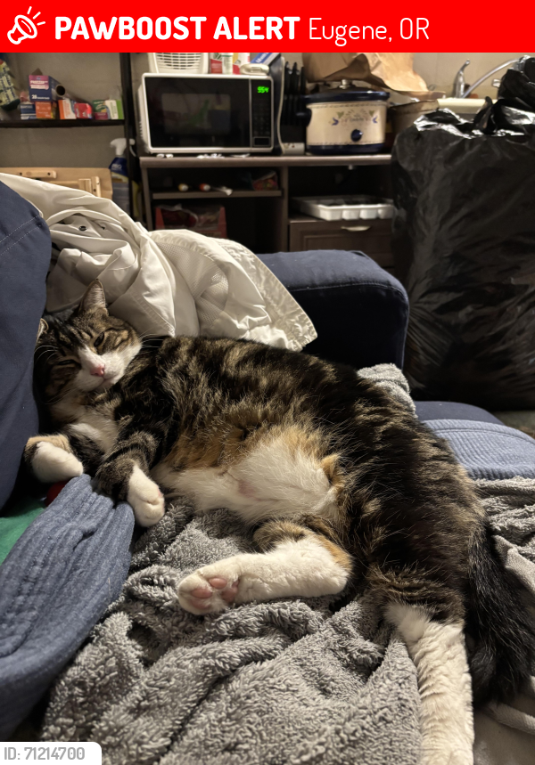 Eugene, OR Lost Male Cat, Palomine Is Missing | PawBoost