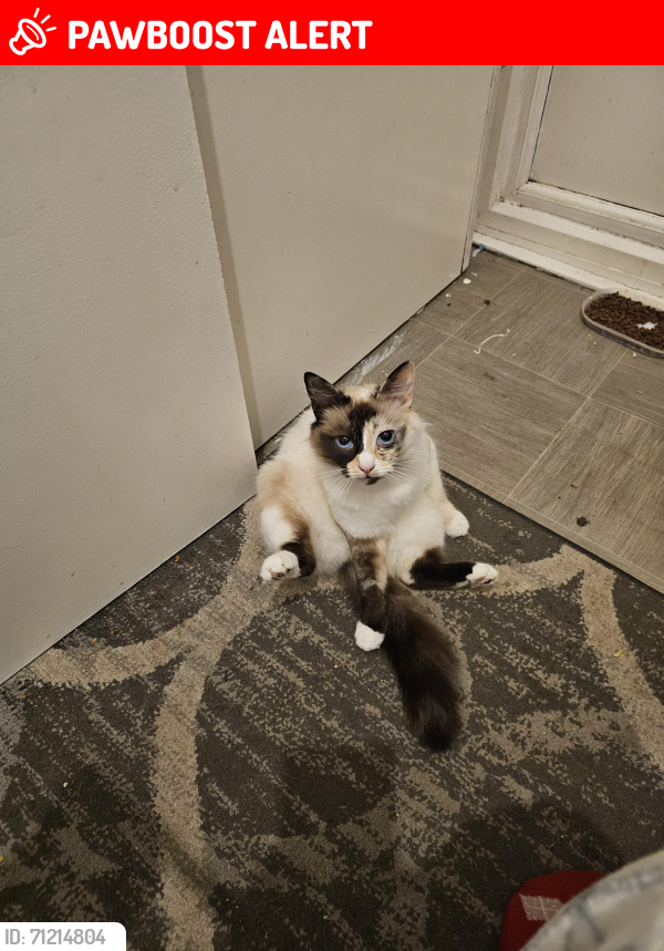 Greater London, England Lost Female Cat, Pufi Is Missing | PawBoost