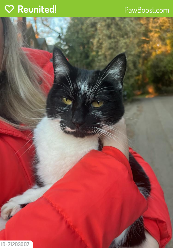 Reunited Cat in Portland, OR 97215 (ID: 71203007) | PawBoost