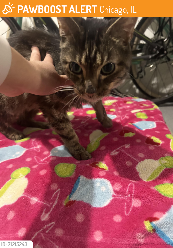 Chicago, IL Stray Female Cat Found Near W 60th St. & S. Francisco Ave ...