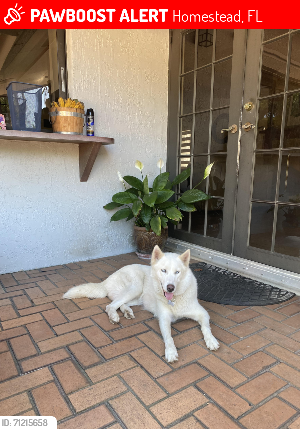 Miami-Dade County, FL Lost Female Dog, Luna Is Missing | PawBoost