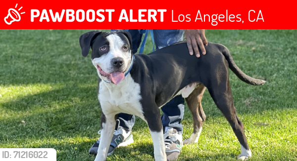 Los Angeles, CA Lost Male Dog, Pinto Is Missing | PawBoost
