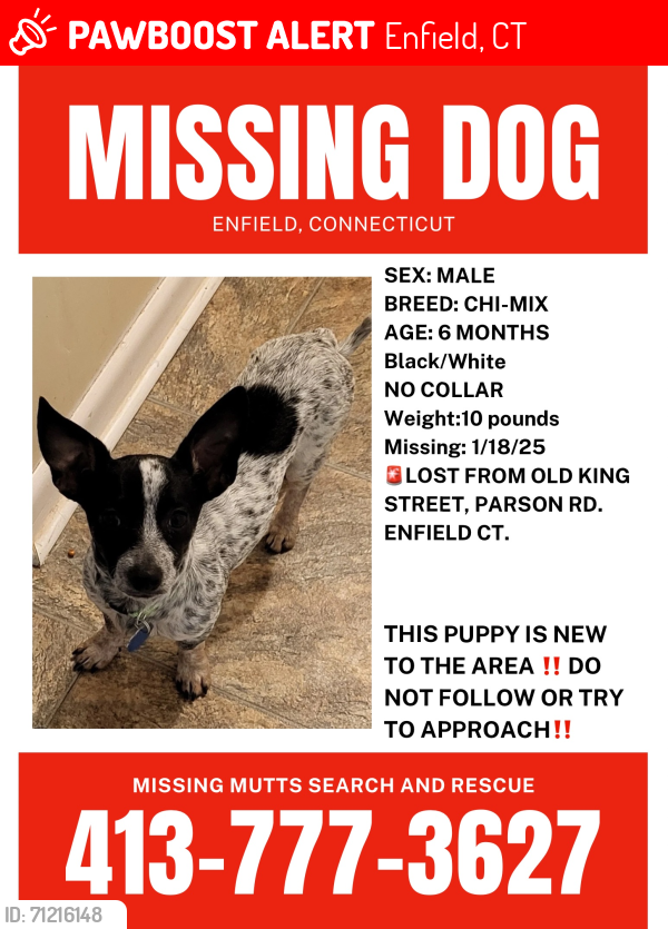 Enfield, CT Lost Male Dog, Bandit Is Missing | PawBoost
