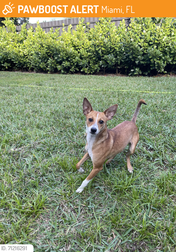 Miami, FL Stray Female Dog Found Near Southwest 67th ave and 23rd st ...