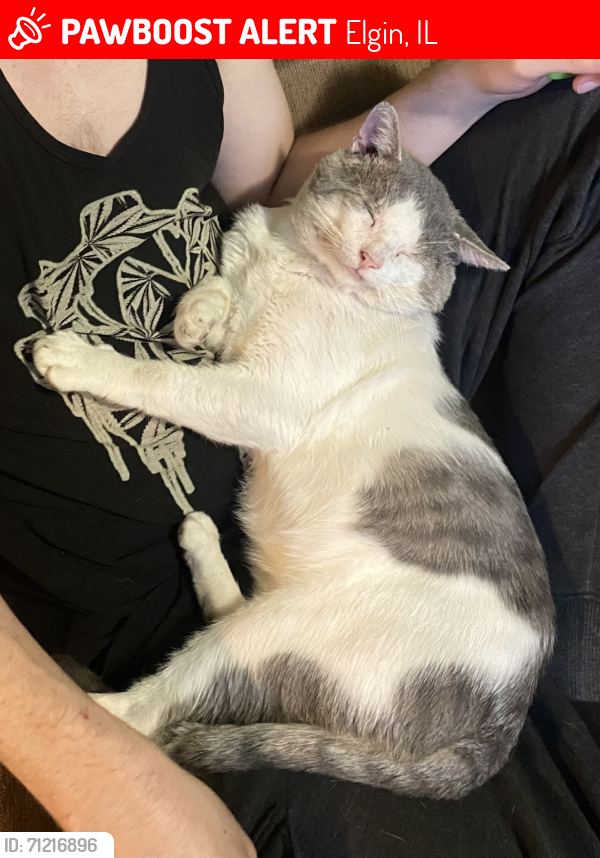 Elgin, IL Lost Male Cat, Loki Is Missing | PawBoost