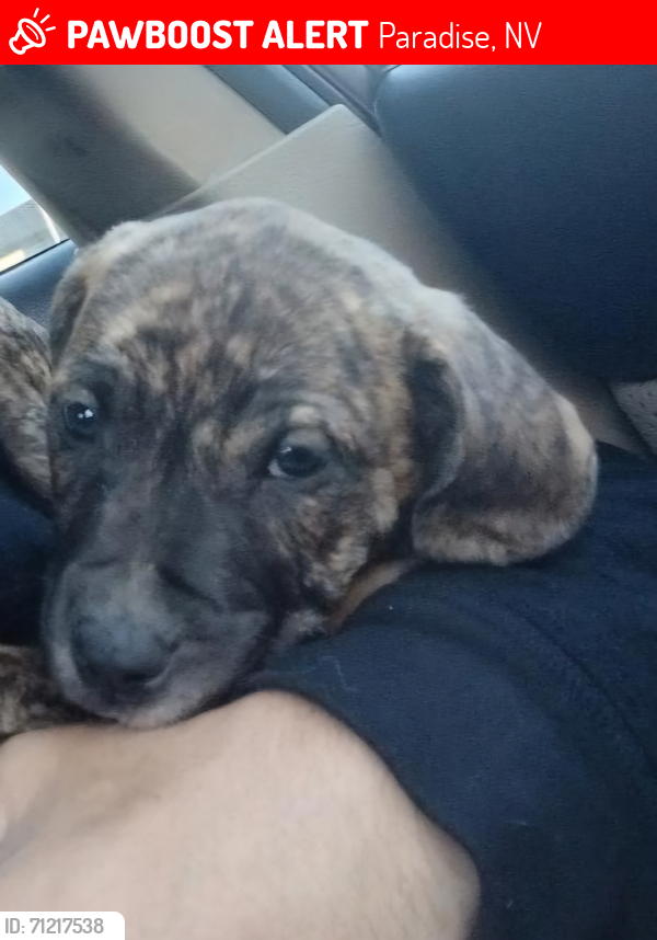 Paradise, NV Lost Male Dog, Al-kida Is Missing | PawBoost