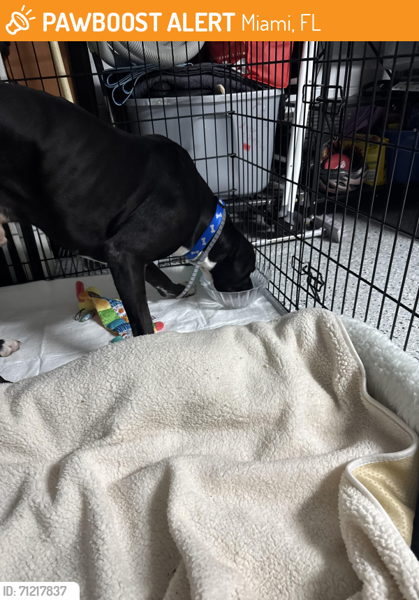 Miami, FL Stray Male Dog Found Near Miami Beach | PawBoost