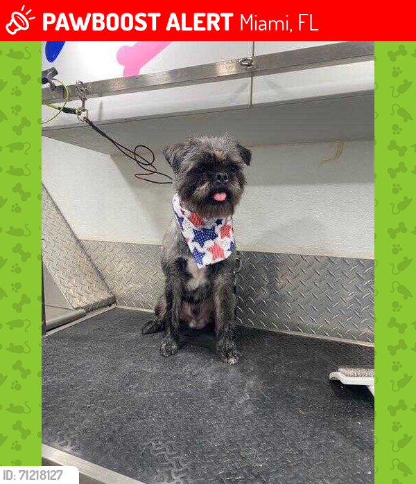Miami, FL Lost Male Dog, Romeo Is Missing | PawBoost