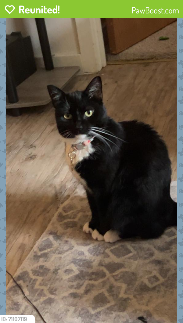Reunited Female Cat in Madison, WI 53705 (ID: 71107119) | PawBoost