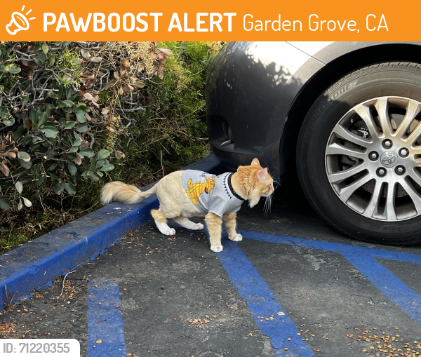 Garden Grove, CA Stray Cat Found Near It was roaming around the large ...