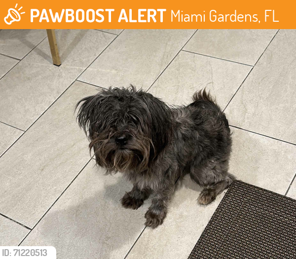 Miami Gardens, FL Stray Dog Found Near NW 200 ST and 62nd 33015 | PawBoost