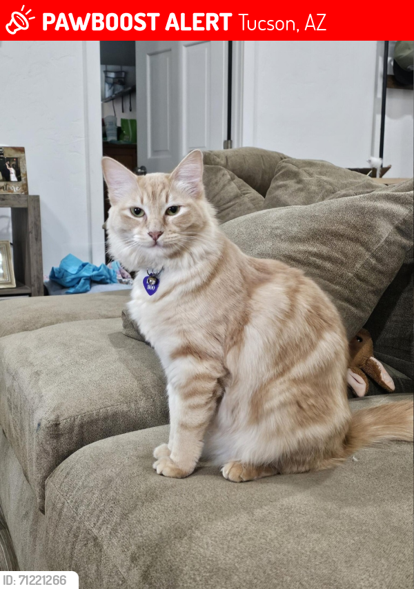 Tucson, AZ Lost Female Cat, Kitty Boo Is Missing | PawBoost
