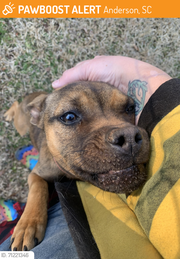 Anderson, SC Stray Female Dog Found Near Near Broadway lake road and ...