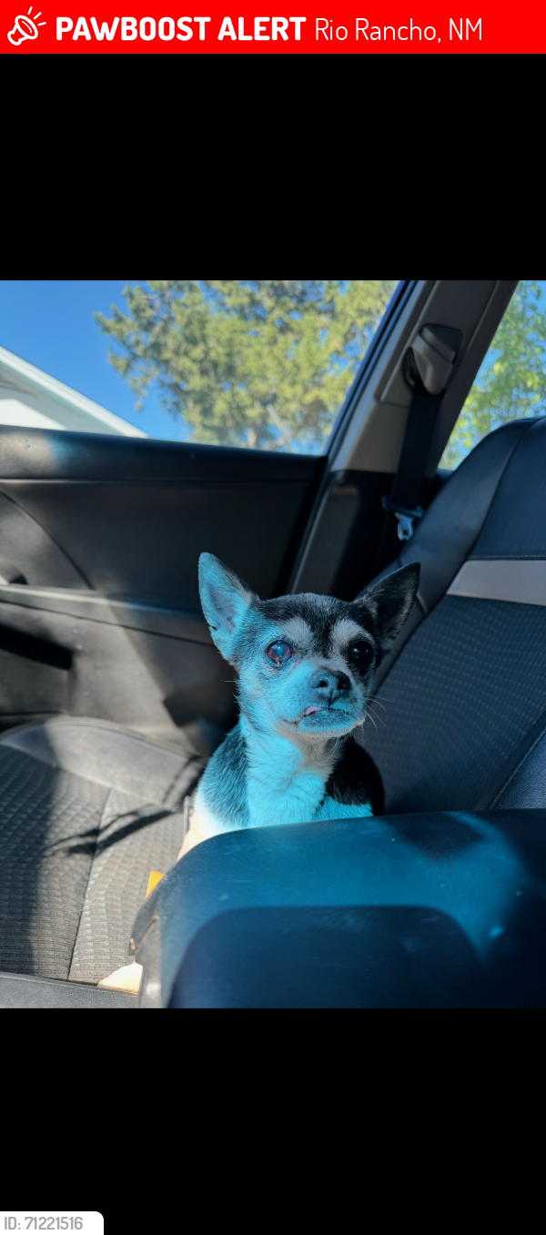 Rio Rancho, NM Lost Male Dog, Bb Is Missing | PawBoost