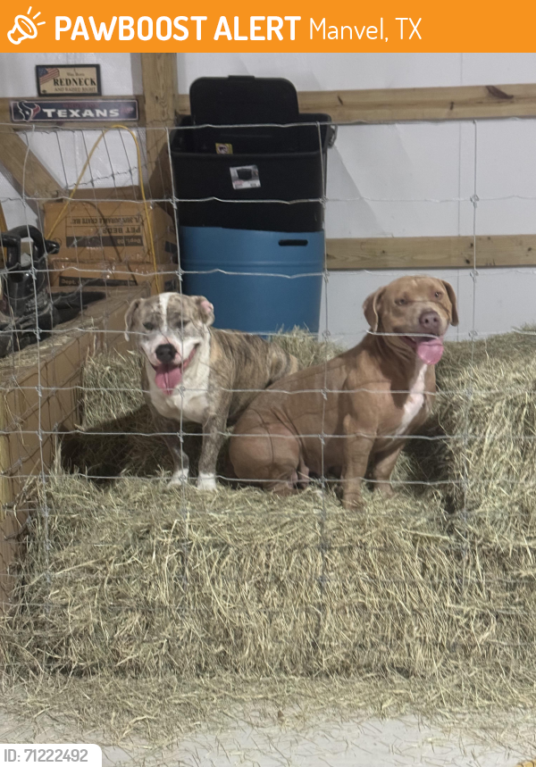Manvel, TX Stray Dog Found Near Don Jeter Elementary | PawBoost