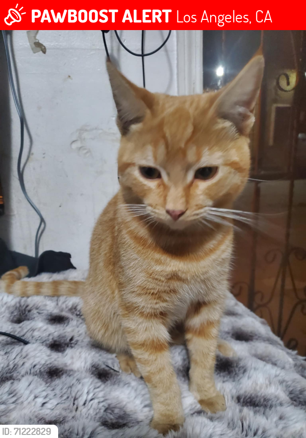 Los Angeles, CA Lost Male Cat, Mango Is Missing | PawBoost
