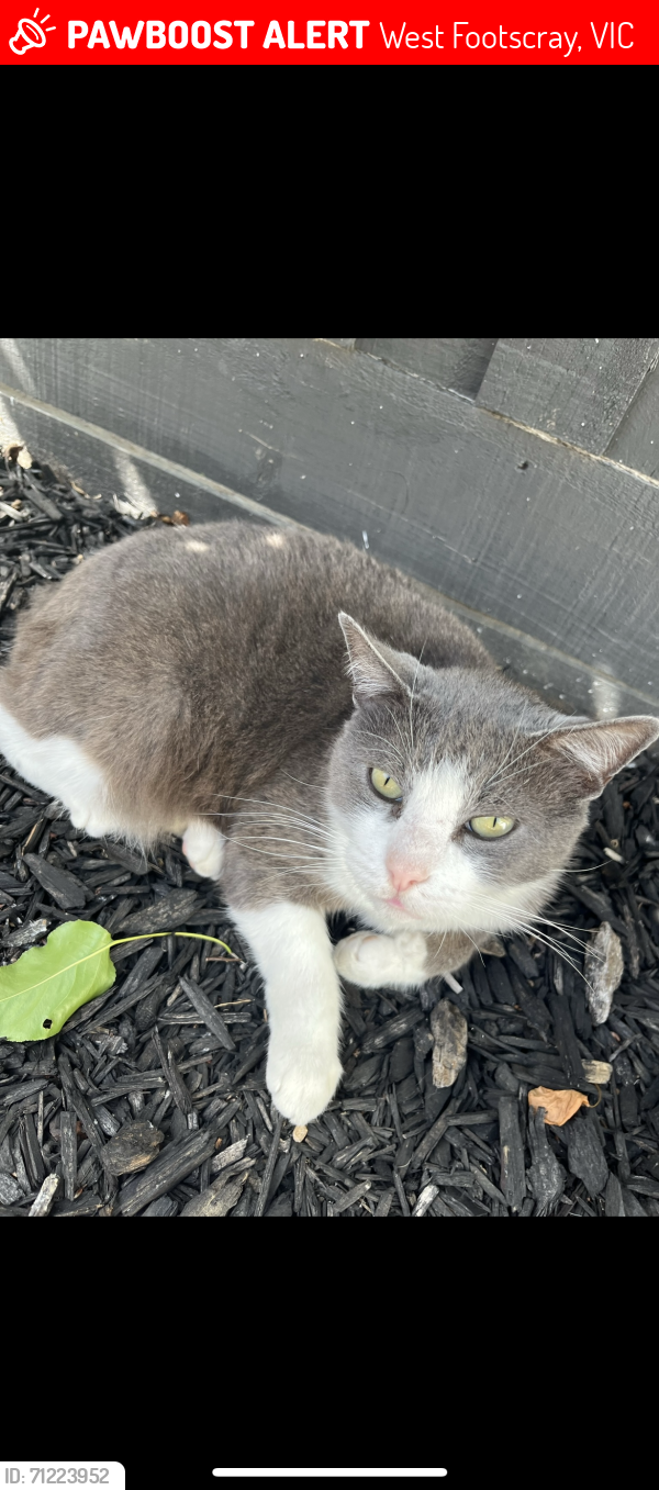 West Footscray, VIC Lost Male Cat, Bastion Is Missing | PawBoost