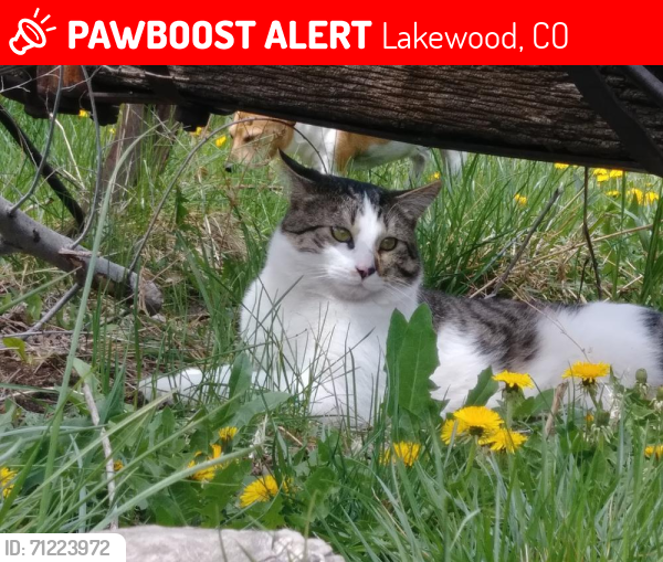 Lakewood, CO Lost Male Cat, Paw Patrol Is Missing | PawBoost