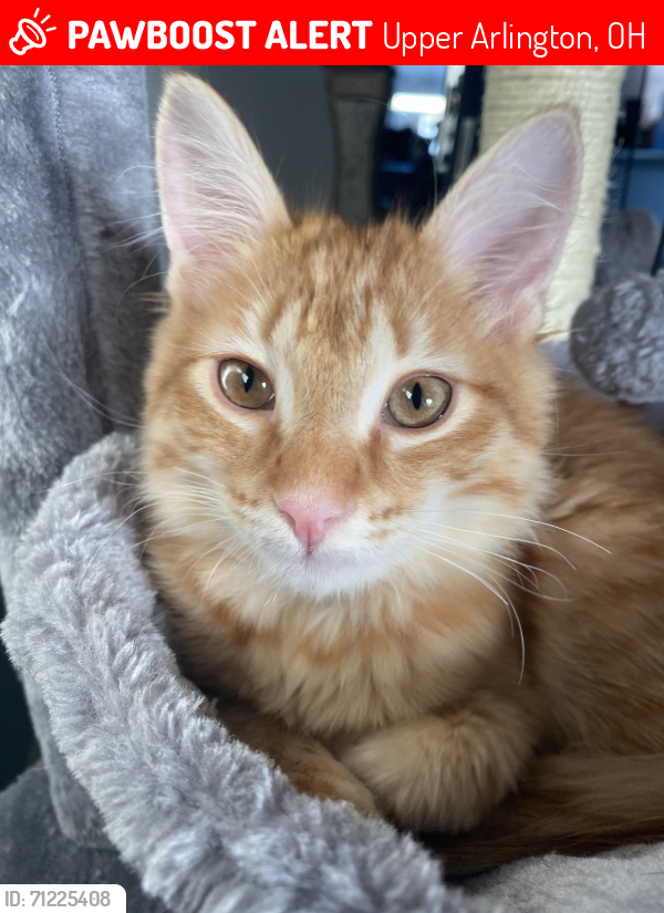 Upper Arlington, OH Lost Male Cat, Cooper Is Missing | PawBoost