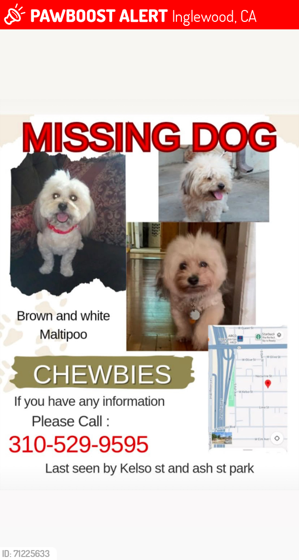 Inglewood, CA Lost Male Dog, Chewbies Is Missing | PawBoost