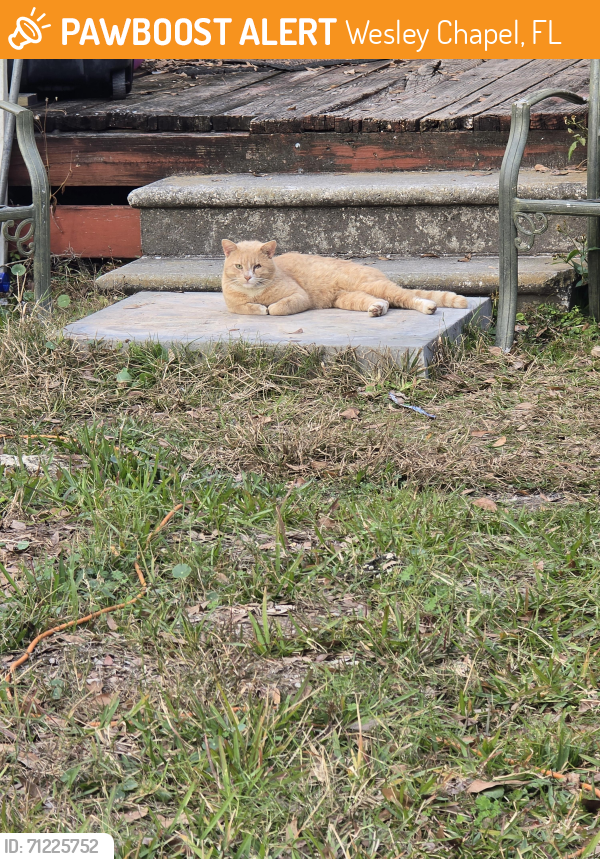 Wesley Chapel, FL Stray Male Cat Found Near Chinchina dr wesley Chaple ...