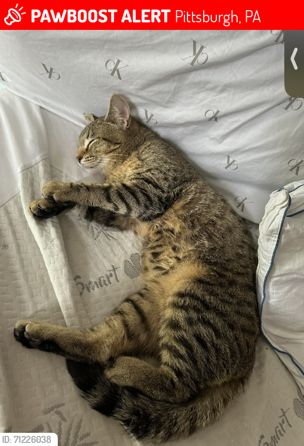 Pittsburgh, PA Lost Male Cat, Peeky Is Missing | PawBoost