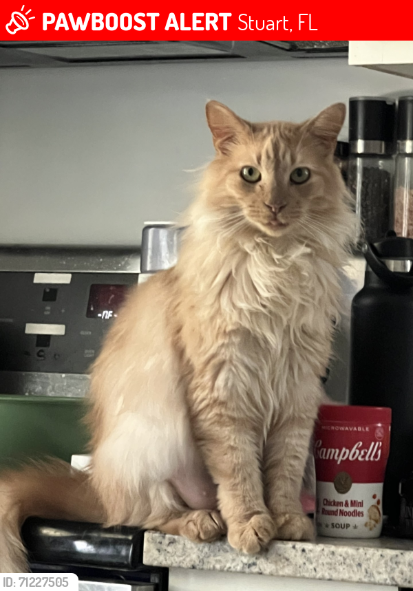 Stuart, FL Lost Male Cat, Reginald Is Missing | PawBoost