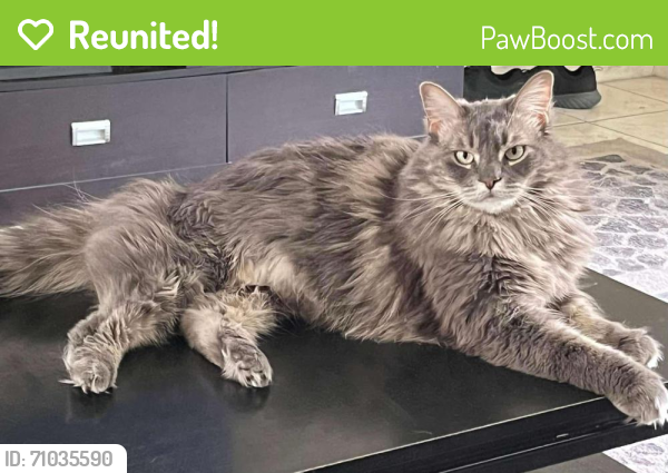 Reunited Female Cat in Enterprise, NV 89139 (ID: 71035590) | PawBoost