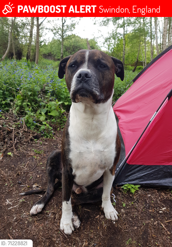 Swindon, England Lost Male Dog, Archie Is Missing | PawBoost