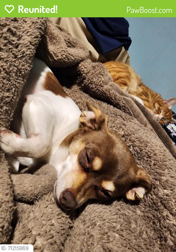 Reunited Female Dog in Lebanon, OR 97355 (ID: 71215969) | PawBoost