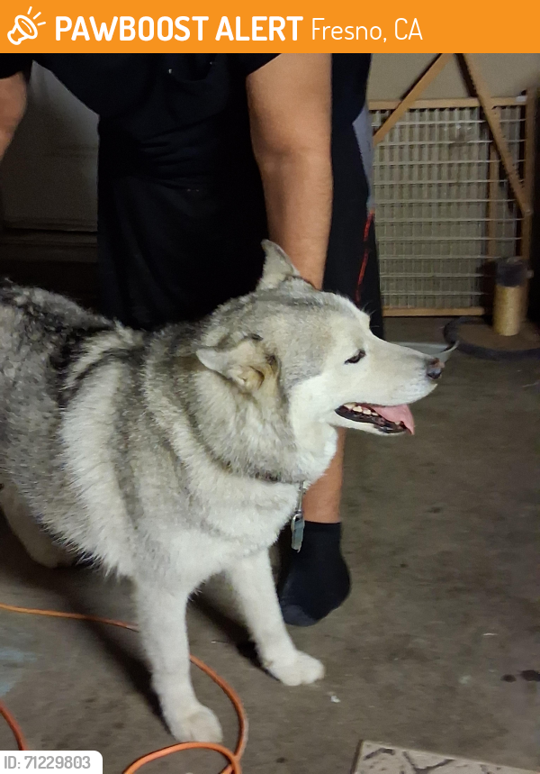 Fresno, CA Stray Male Dog Found Near Fresno | PawBoost