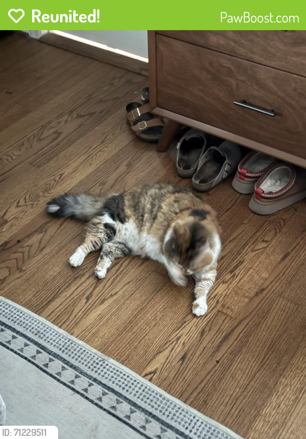 Reunited Female Cat in Dallas, TX 75214 (ID: 71229511) | PawBoost