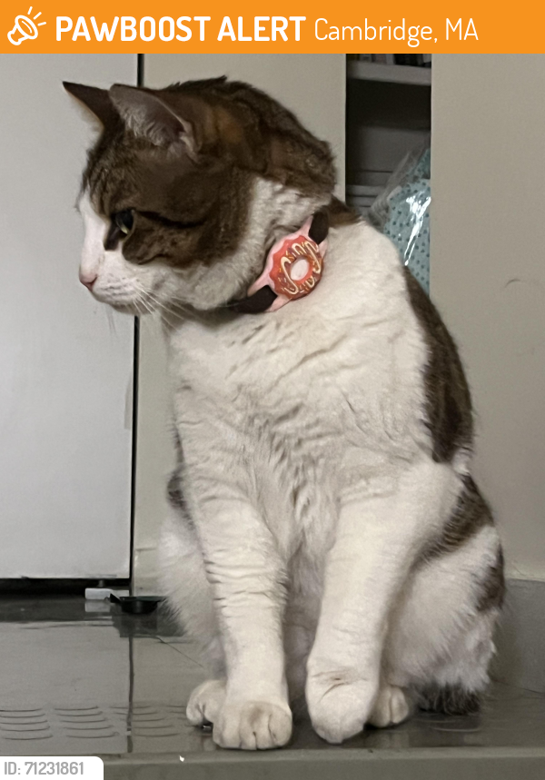 Cambridge, MA Stray Cat Found Near Mildred Hamilton Place, Cambridge ...