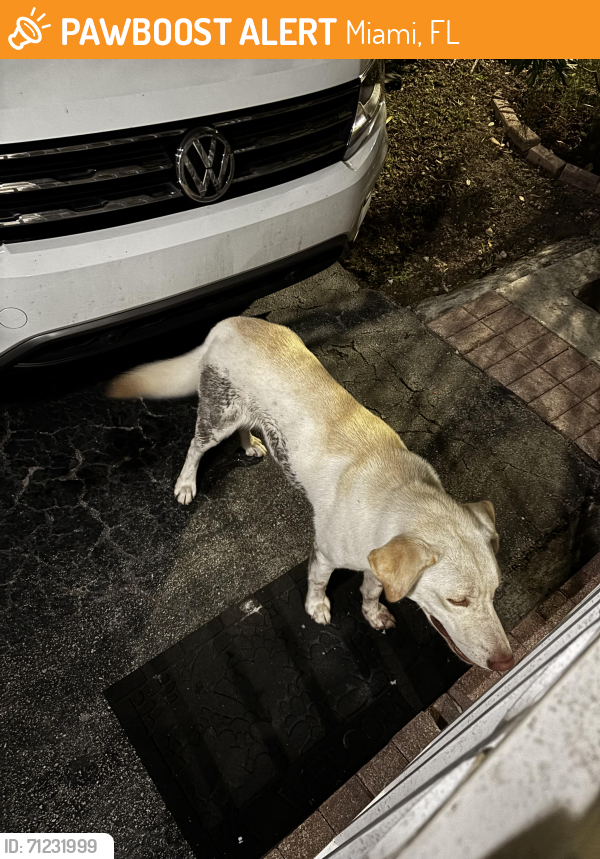 Miami, FL Stray Female Dog Found Near Bridge Port Villas community ...