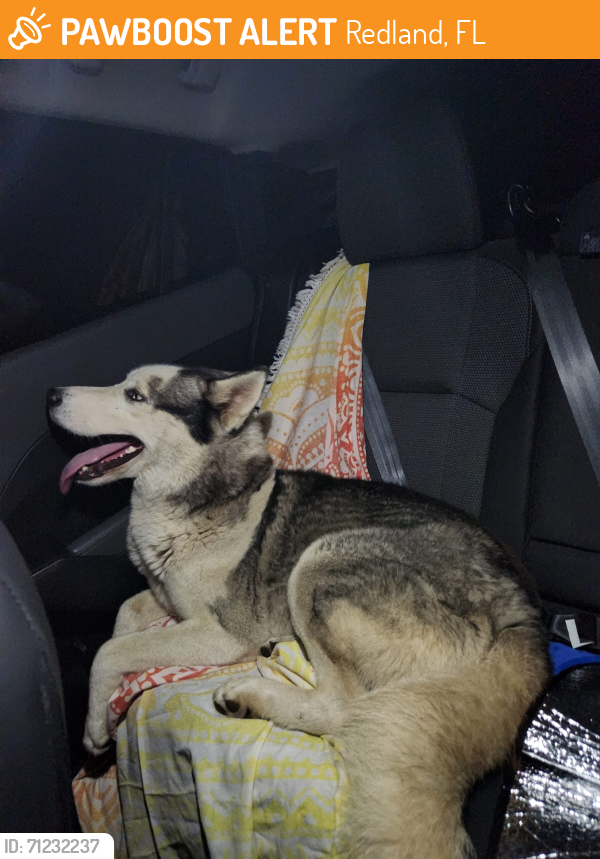 Miami-Dade County, FL Stray Male Dog Found Near Near Redland Airport ...