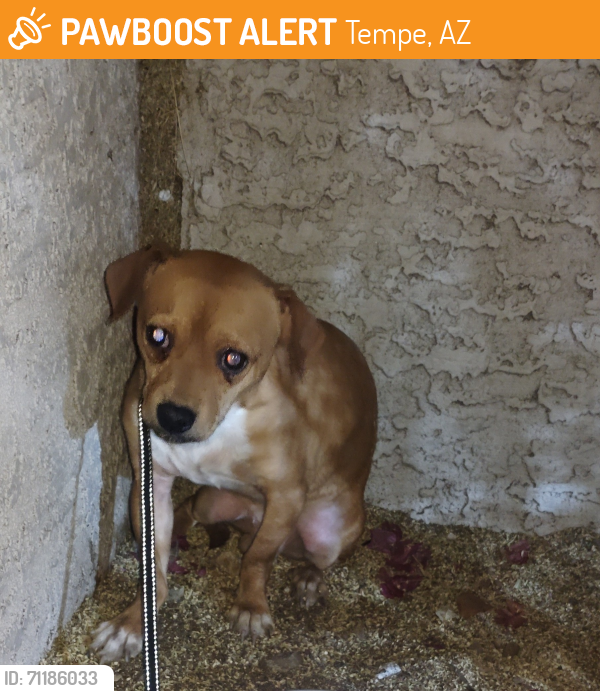 Tempe, AZ Stray Male Dog Found Near Elliot and I-10 at Studio 6 | PawBoost