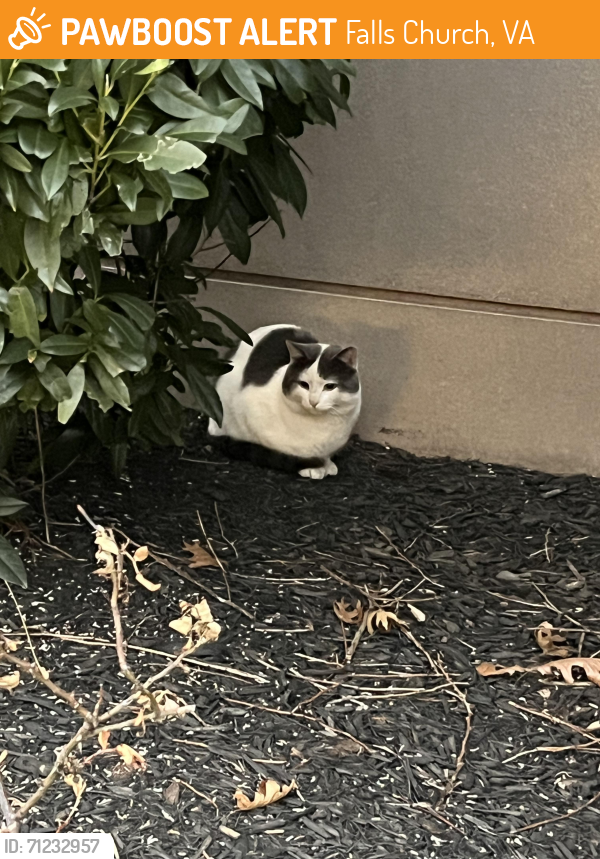 Falls Church, VA Stray Cat Found Near Strawberry Lane and Yates Way ...
