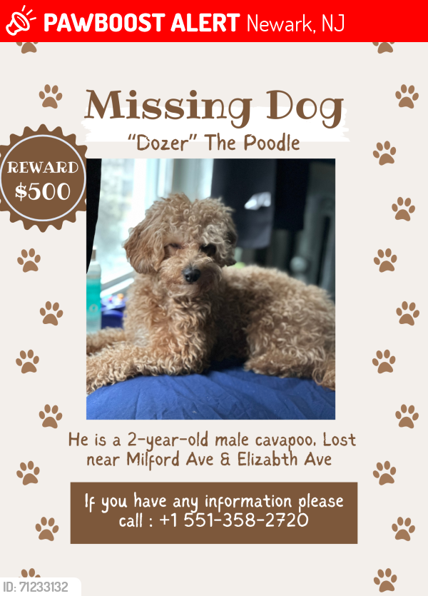 Newark, NJ Lost Male Dog, Dozer Is Missing | PawBoost