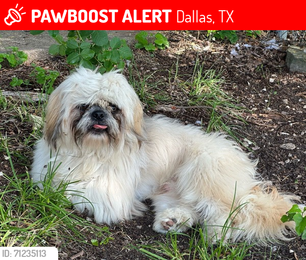 Dallas, TX Lost Male Dog, Finley Is Missing | PawBoost